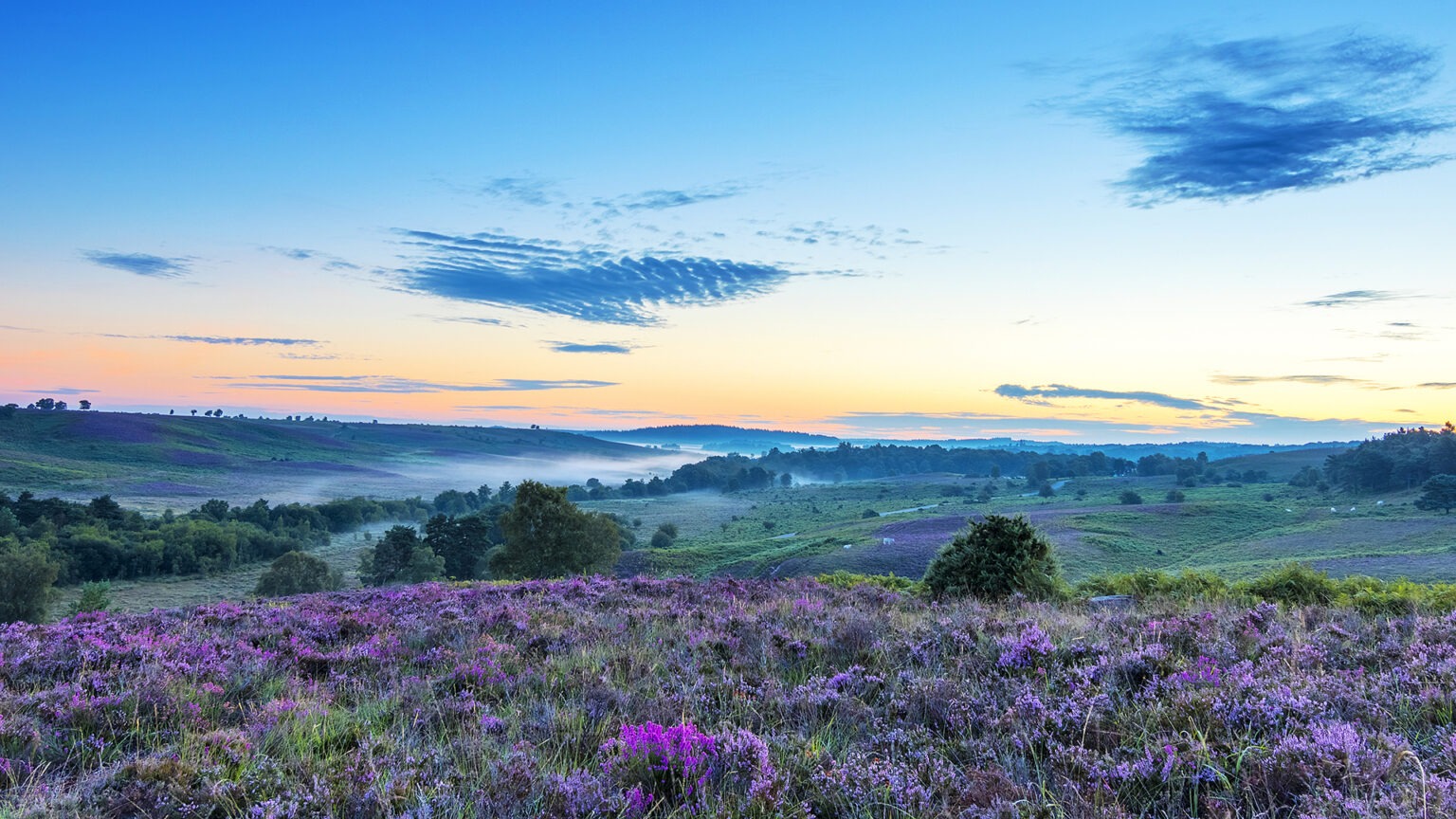 Copythorne & Cadnam Common - New Forest National Park