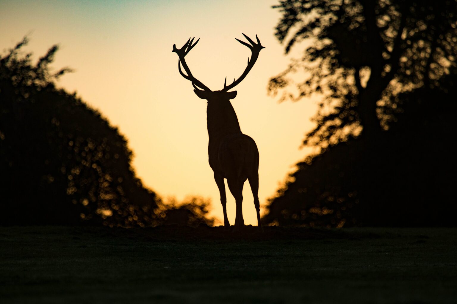 New Forest Wildlife: Discover Unique Species - New Forest National Park