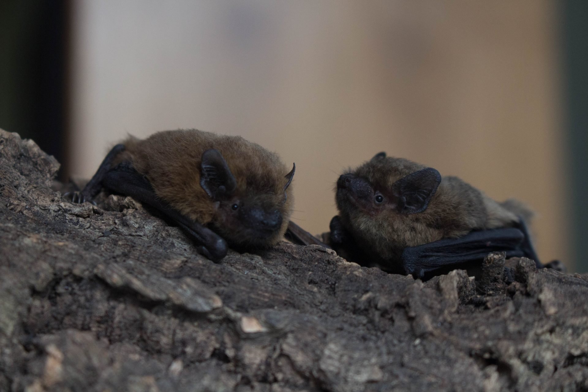 Bats - New Forest National Park