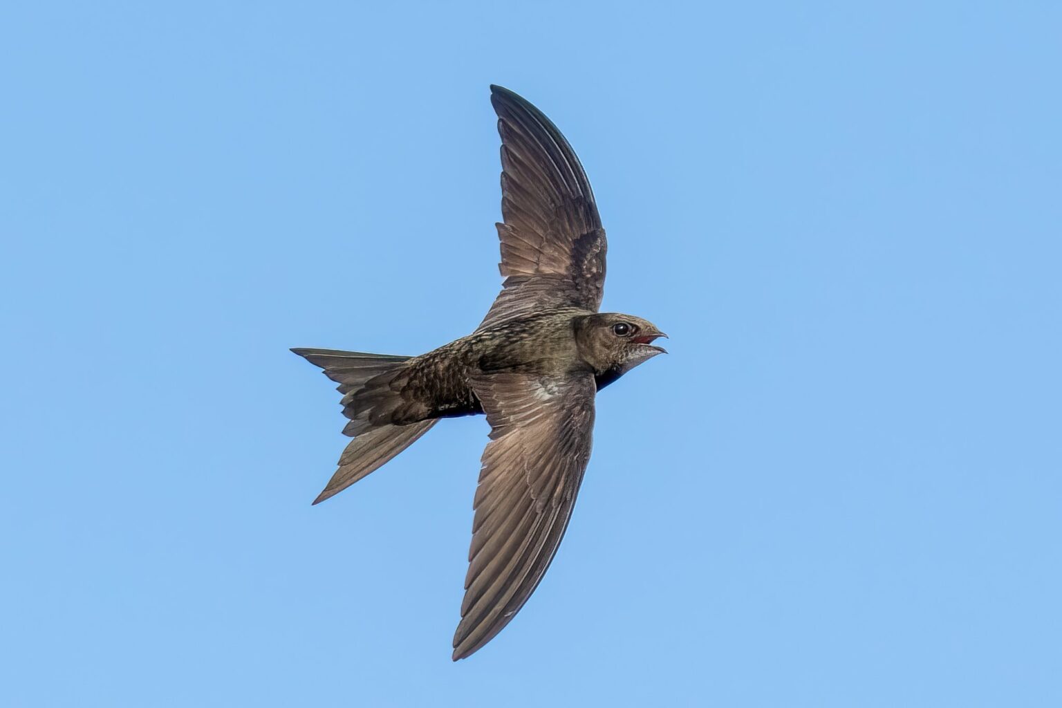 Swifts - spectacular birds which need our help - New Forest National Park